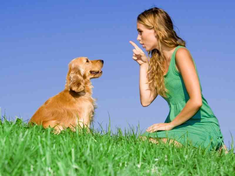 Dog Training Can Be Fun And Games The Dog Daily dog-training-can-be-fun-and-games-the-dog-daily
