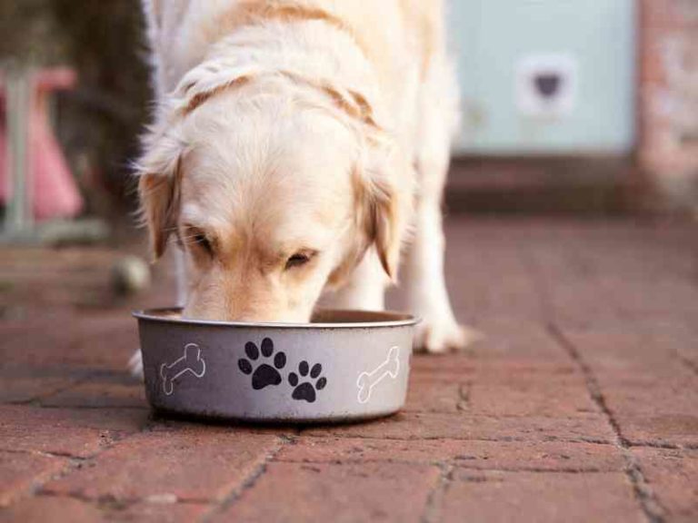 Feeding Your Dog – The Dog Daily