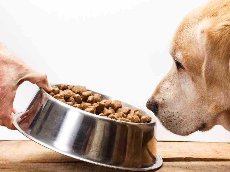 What Do You Do If Your Dog Has Stopped Eating what-do-you-do-if-your-dog-has-stopped-eating